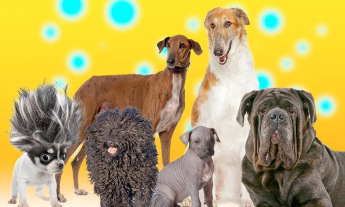 New Douglas Dog Breeds - Douglas Toys